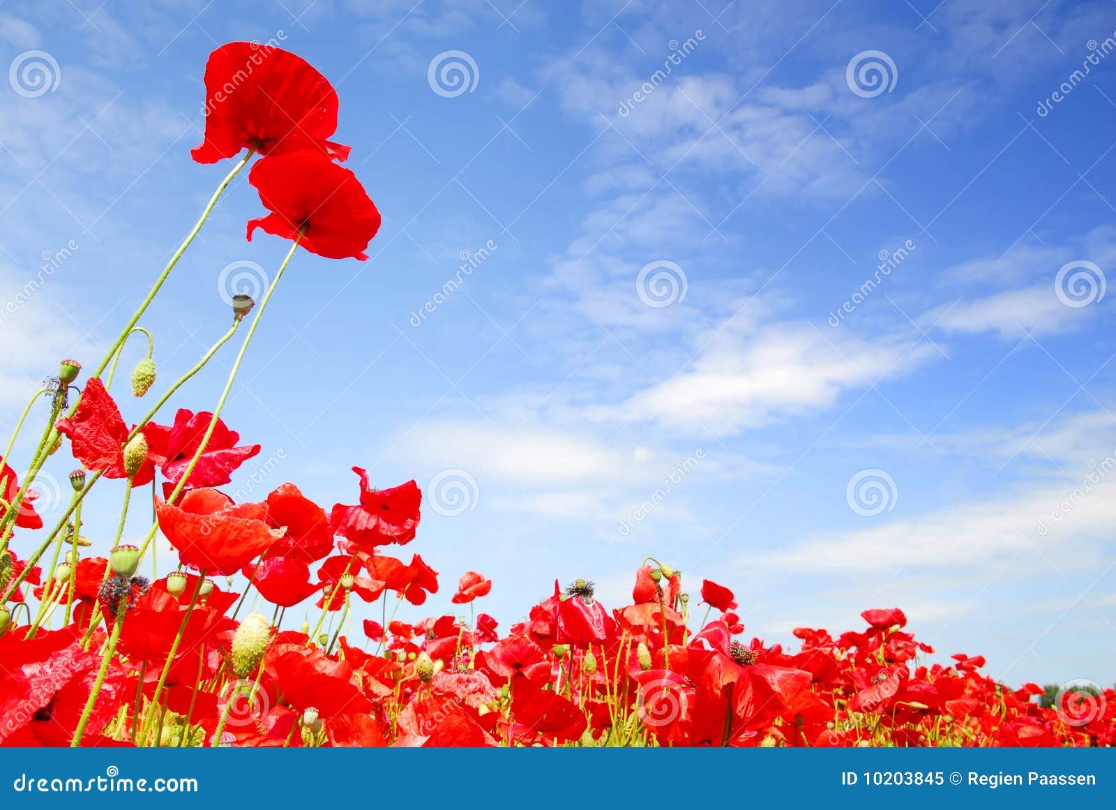 Papaveri E Cielo Blu Rossi in Olanda Immagine Stock - Immagine di ...
