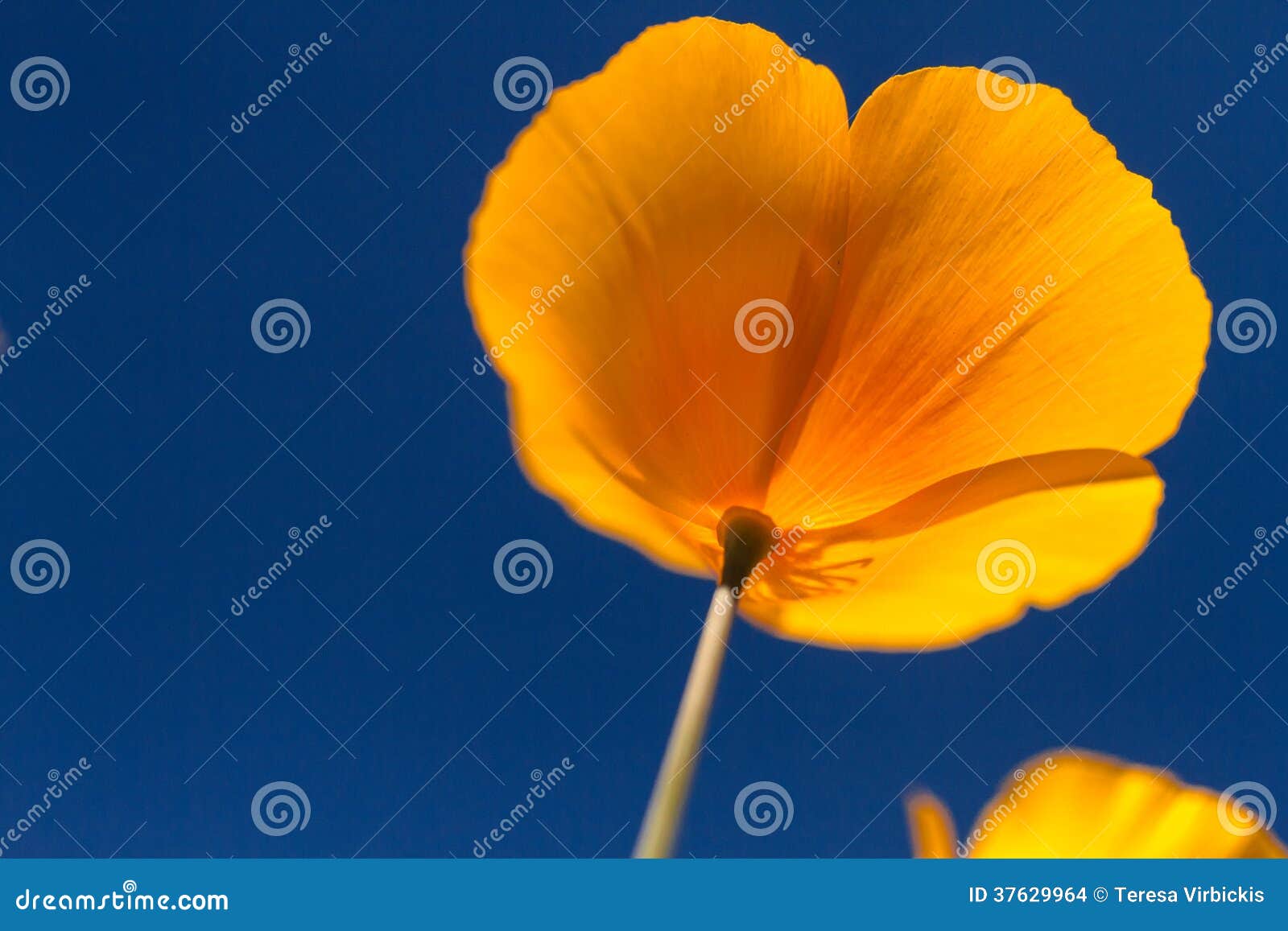 Papaveri gialli messicani fotografia stock. Immagine di viola - 37629964