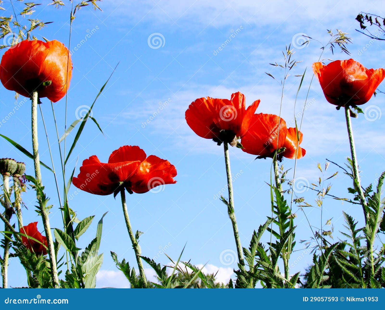 Papaveri rossi immagine stock. Immagine di bellezza, giardino - 29057593