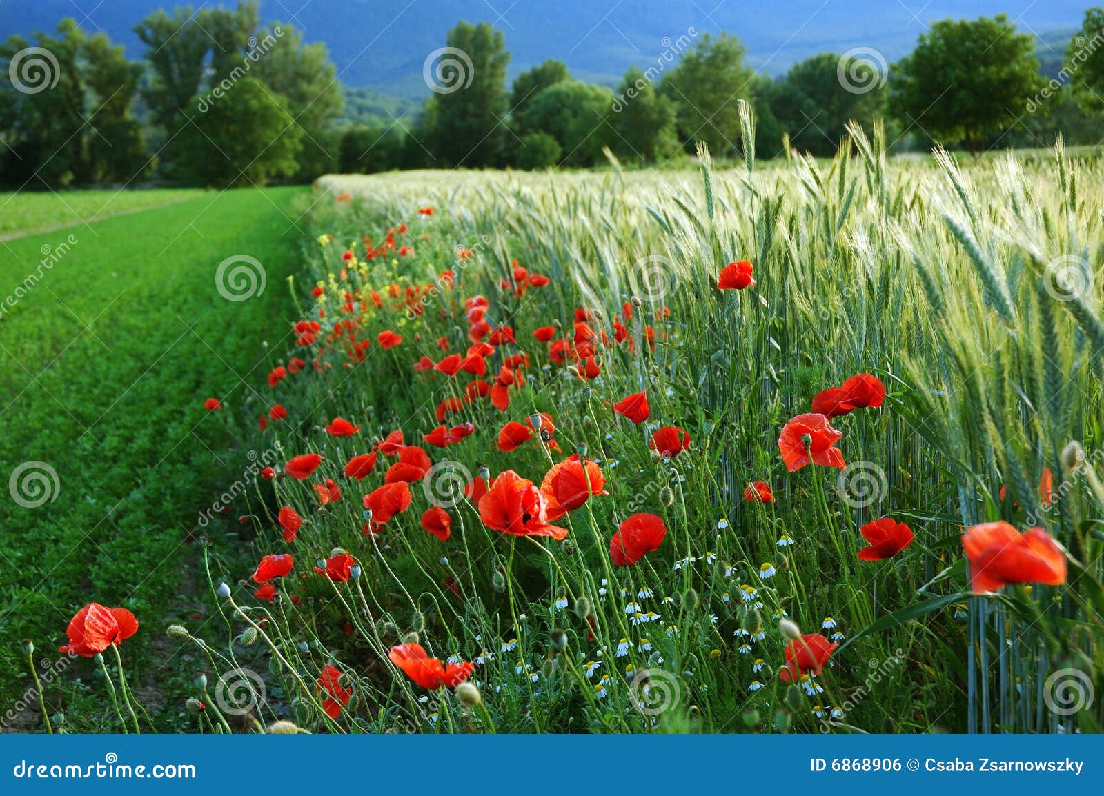 Papaveri rossi fotografia stock. Immagine di abbastanza - 6868906