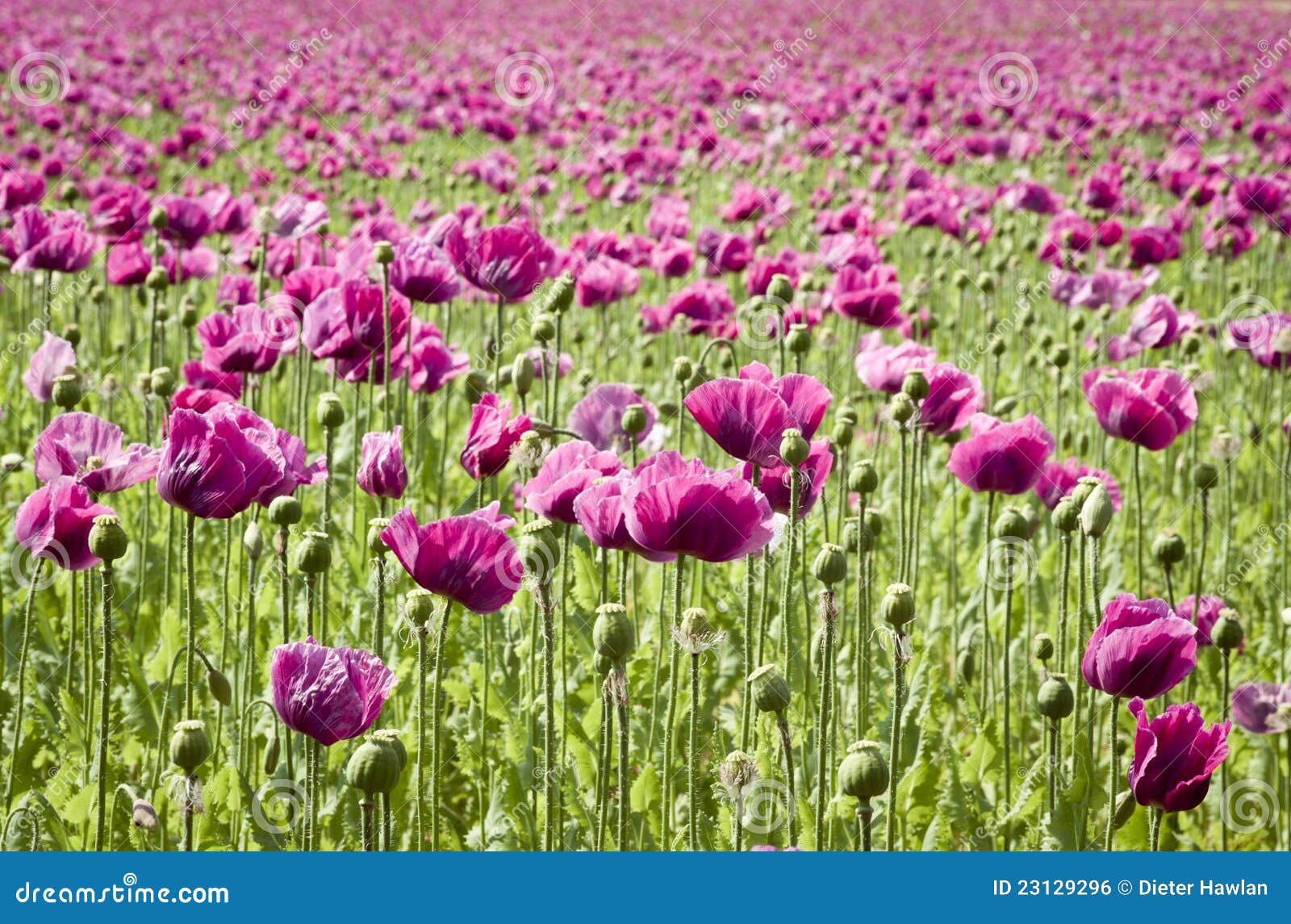 Sfondi Papaveri Viola Germogli