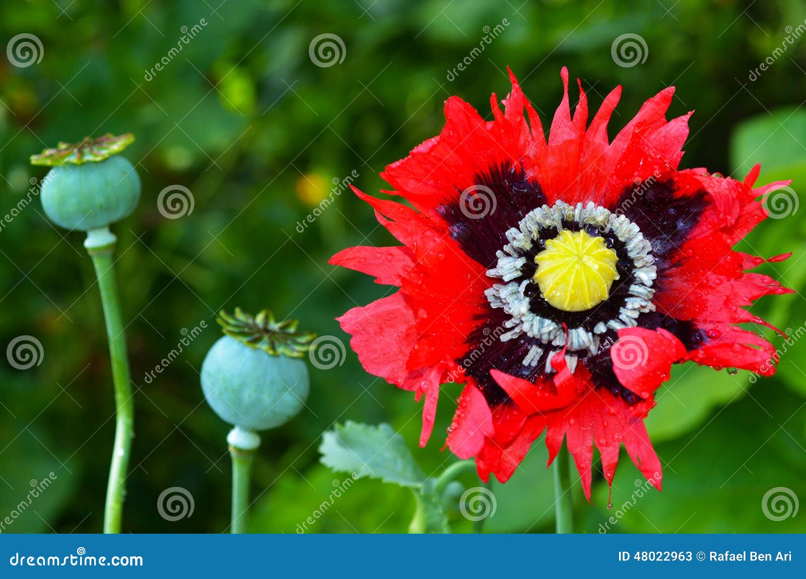 Papavero Da Oppio - Papaver Somniferum Immagine Stock - Immagine di ...