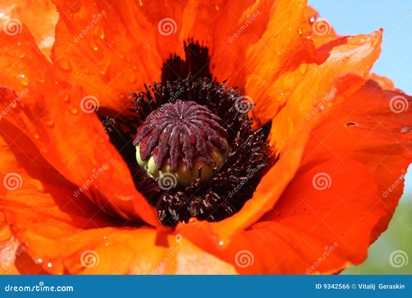 Papavero orientale fotografia stock. Immagine di pianta - 9342566