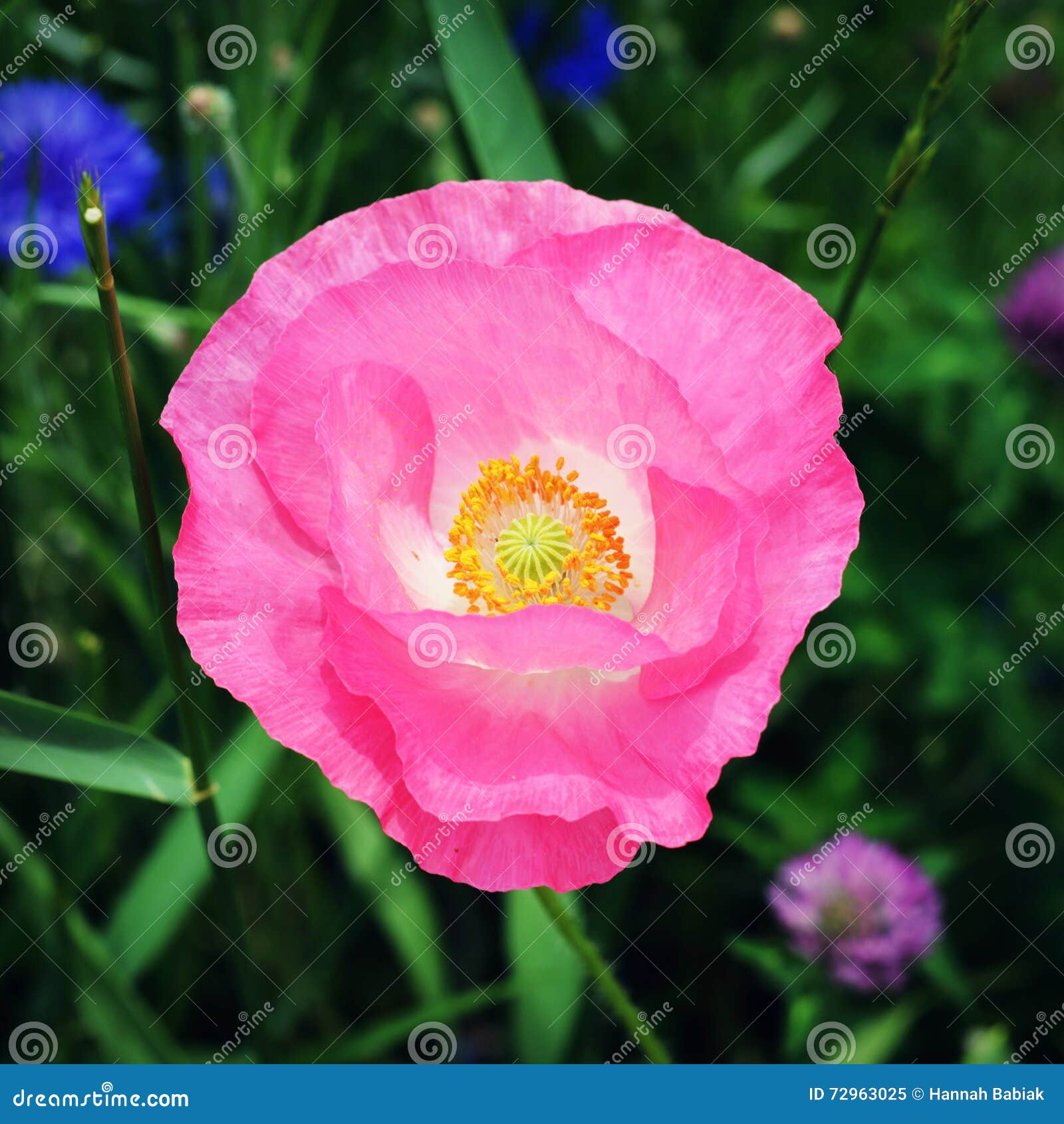 Papavero rosa immagine stock. Immagine di pieno, rosa - 72963025