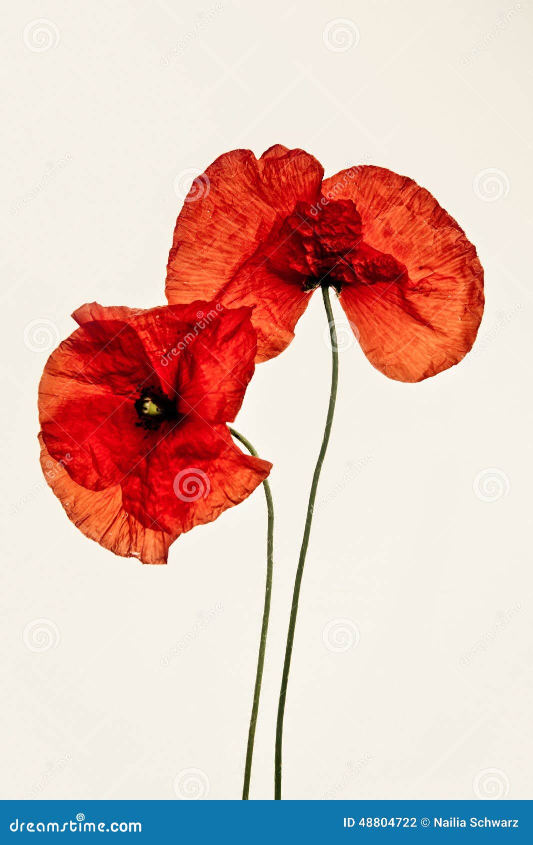 Papavero Rosso Su Fondo Bianco Fotografia Stock - Immagine di foglio ...