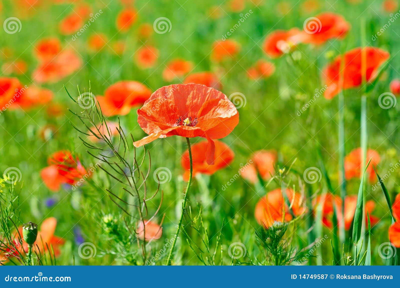 Papavero in un campo immagine stock. Immagine di papaveri - 14749587