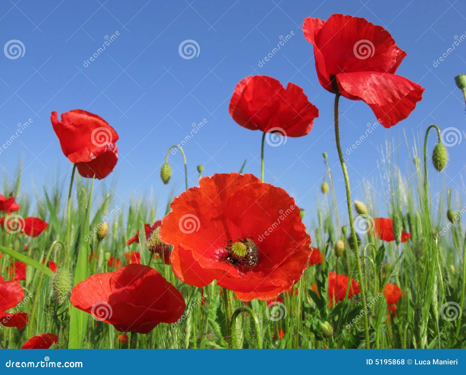 Papavers stock foto. Image of seizoen, samenvatting, rust - 5195868