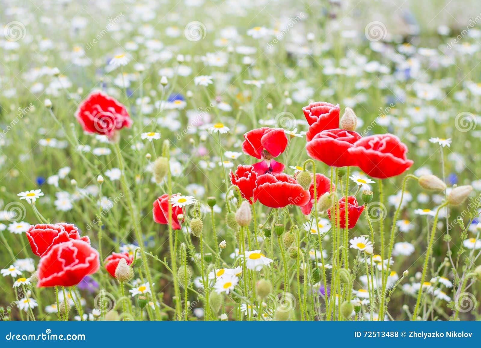 Papavers stock foto. Image of installatie, papaver, wildbloem - 72513488