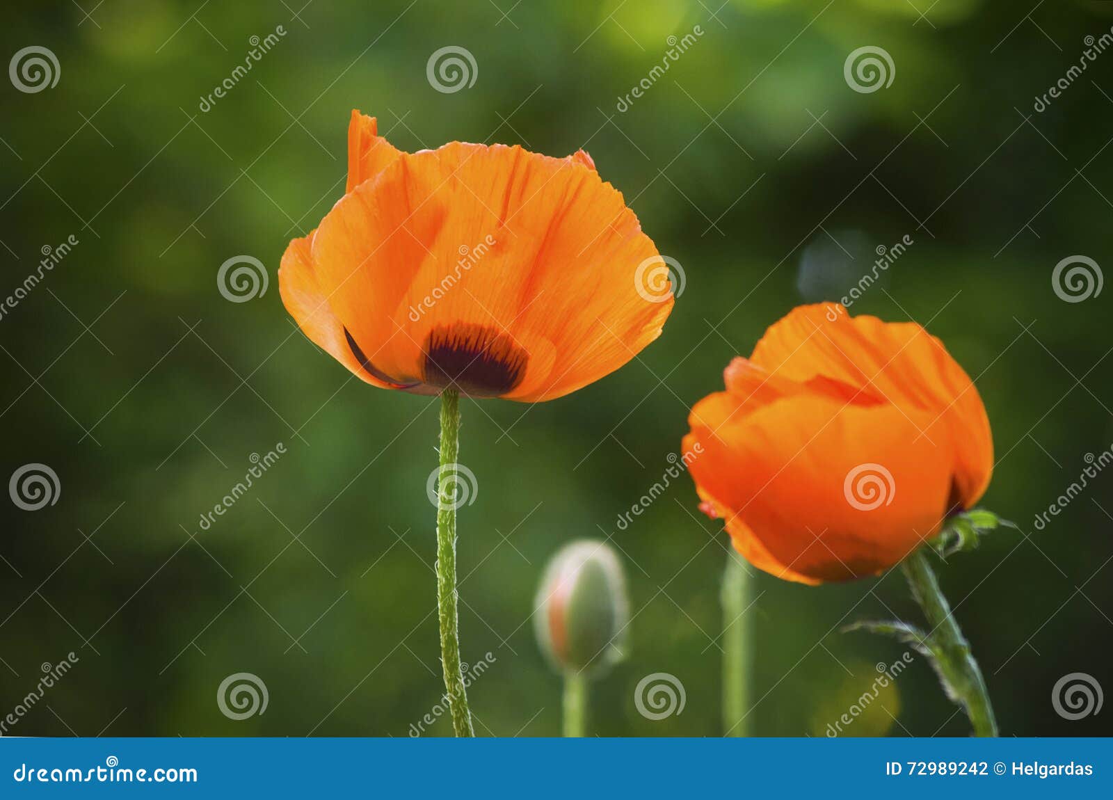 Papavers (Papaver - Somniferum) Stock Foto - Image of naughty, nave ...