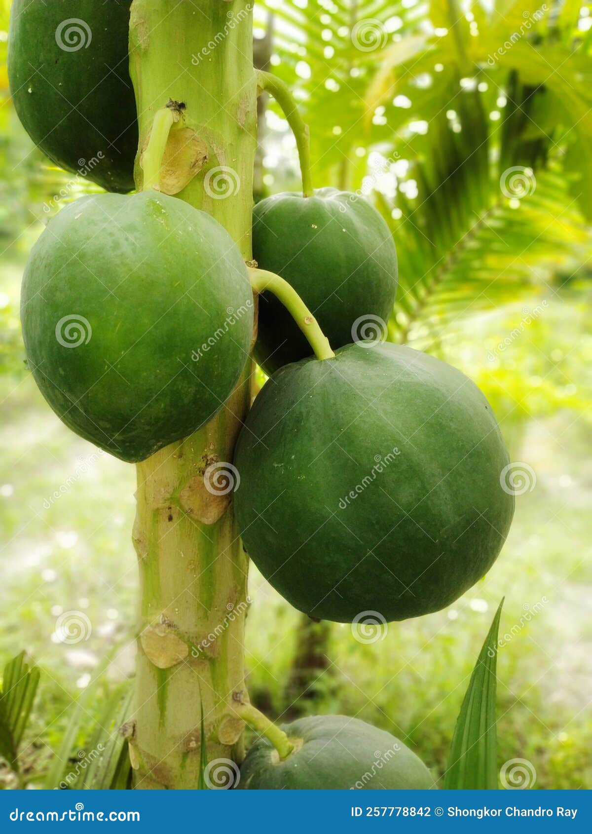 Papaw in Bangladesh stock photo. Image of produce, evergreen - 257778842