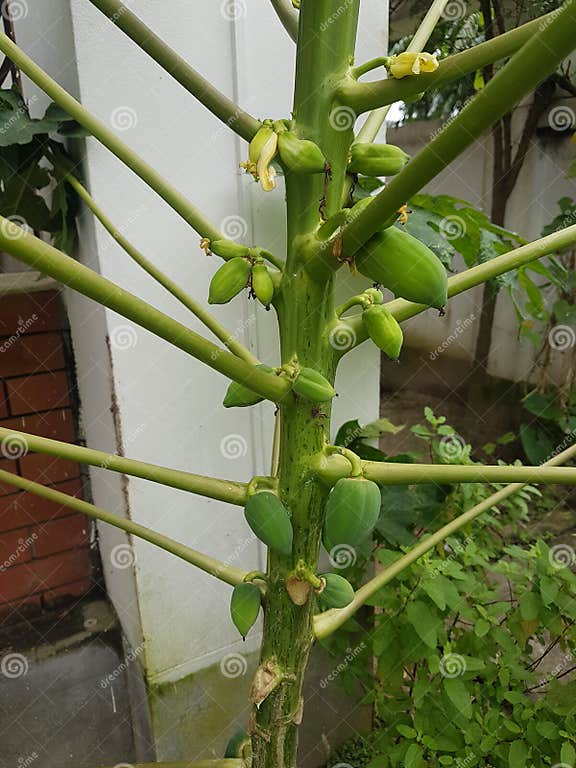 Papay tree with natural stock photo. Image of vegetable - 228486128