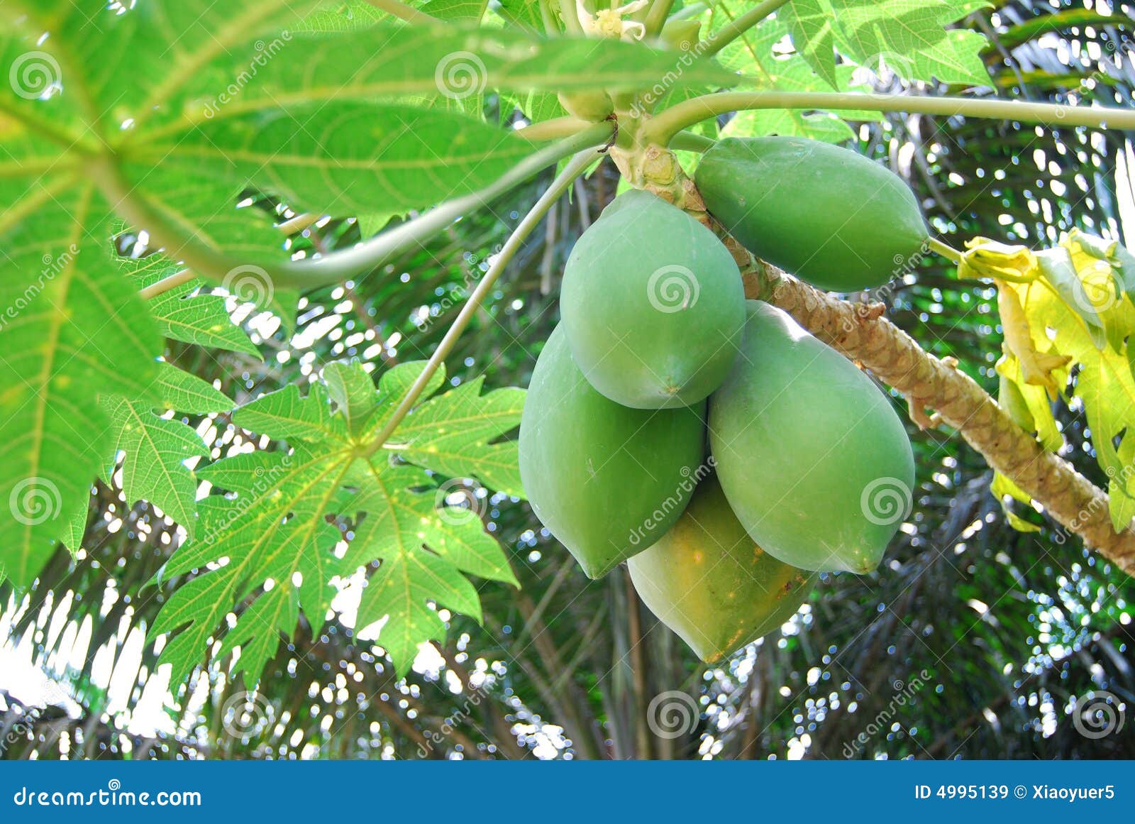 Papaya 2 stock image. Image of melon, treat, betik, pawpaw - 4995139