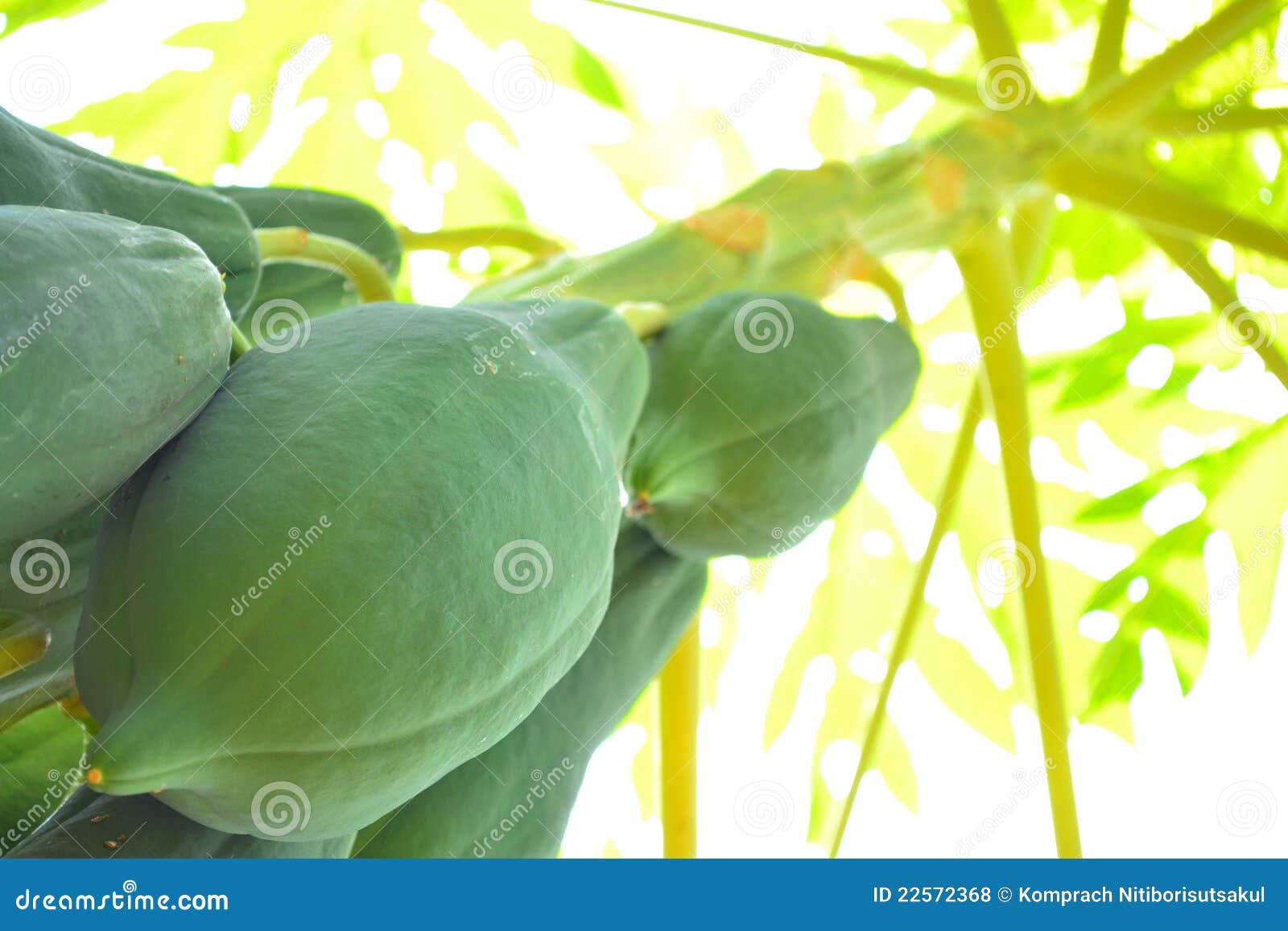 Papaya stock photo. Image of papaya, food, green, light - 22572368