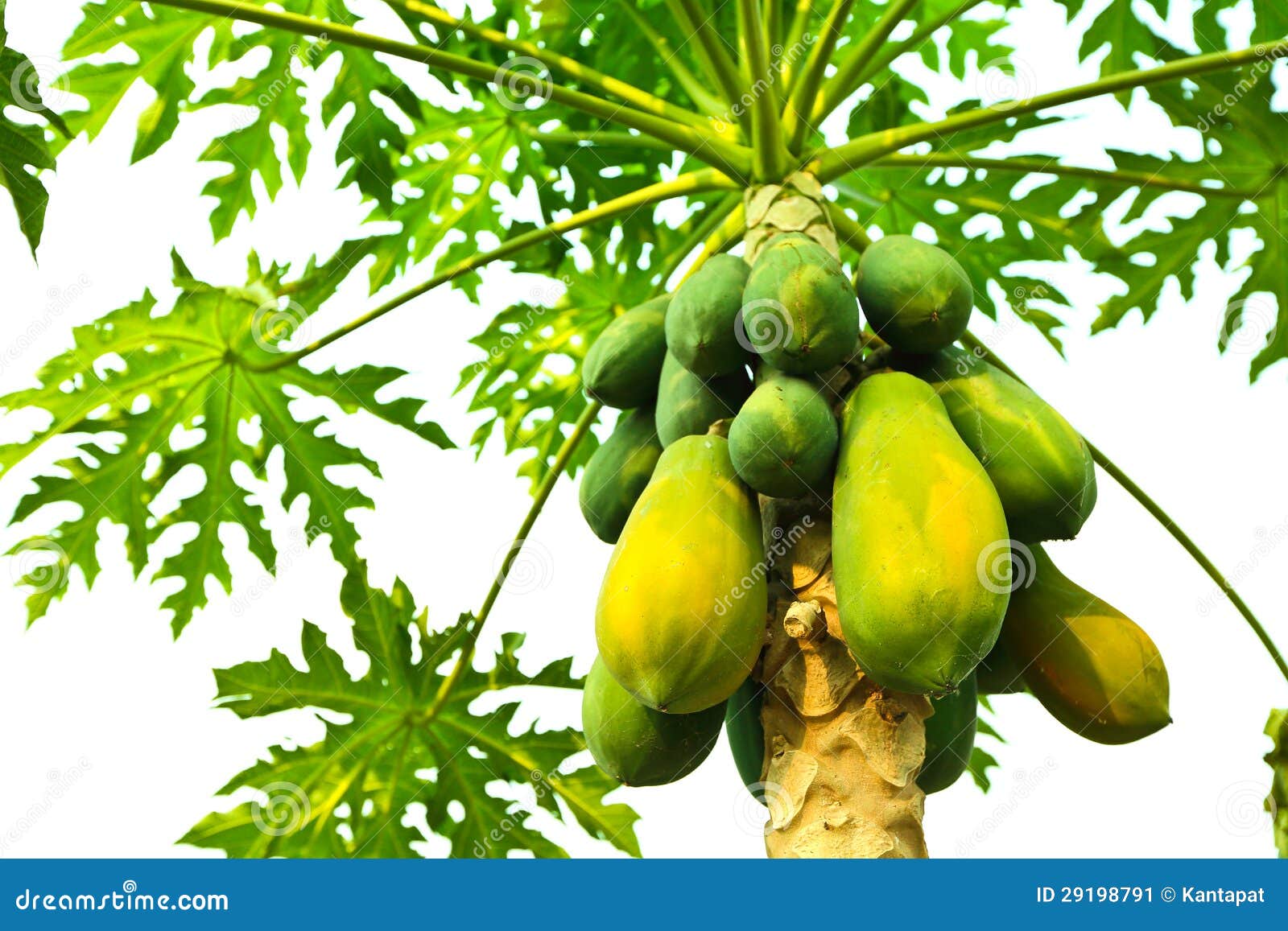 Papaya stock image. Image of fresh, branch, large, background - 29198791