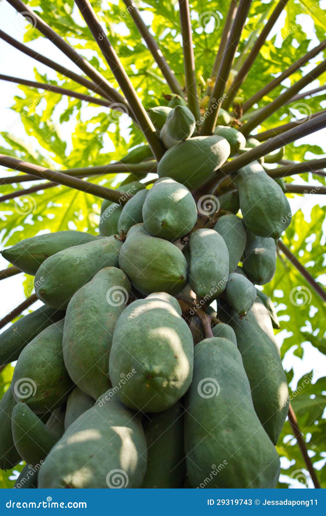The papaya. stock image. Image of group, agriculture - 29319743