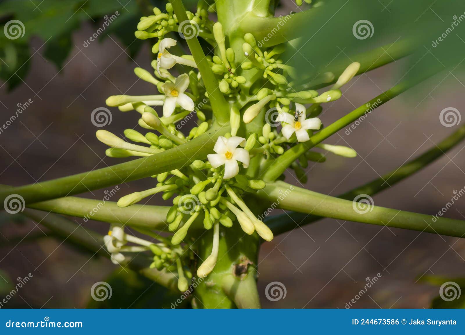 Papaya Carica Papaya Flowers and Buds Stock Photo - Image of fruit ...