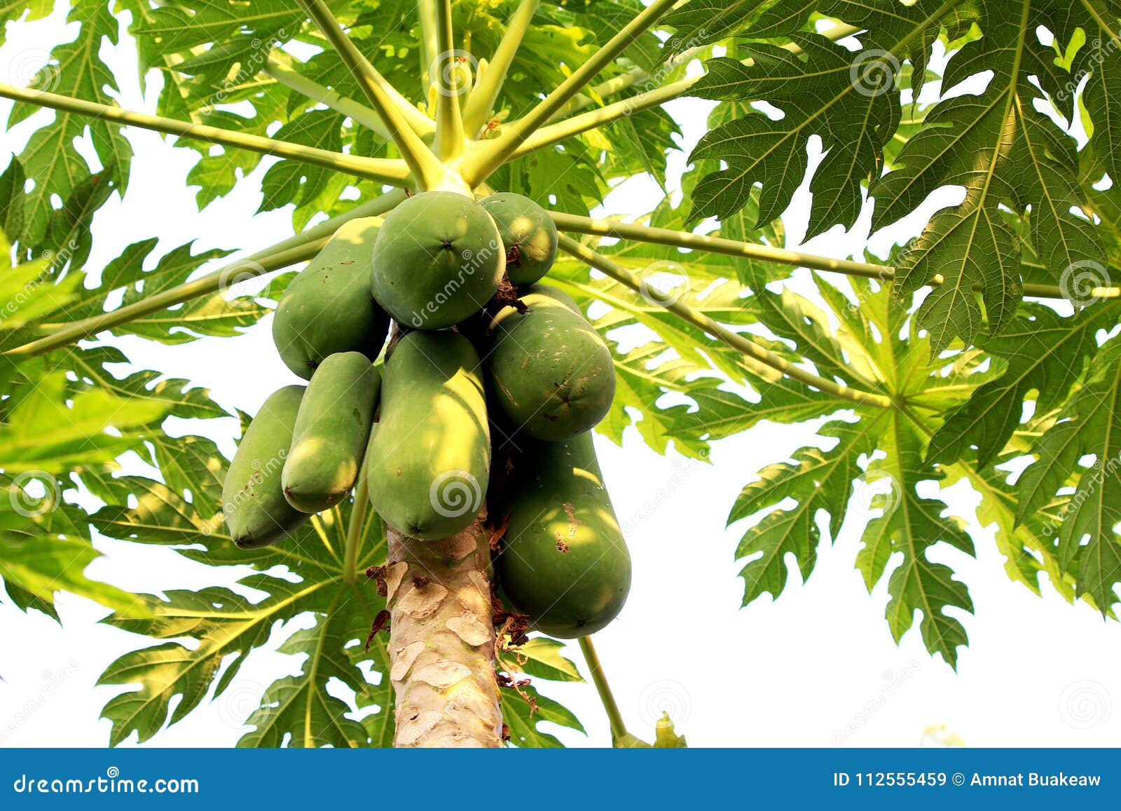 Papaya on Tree and Papaya Farm Stock Image - Image of nutrition ...