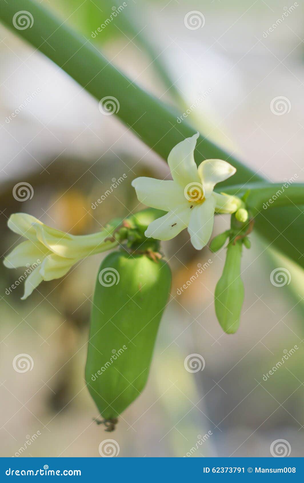 Papaya flower stock image. Image of branch, nature, stem - 62373791