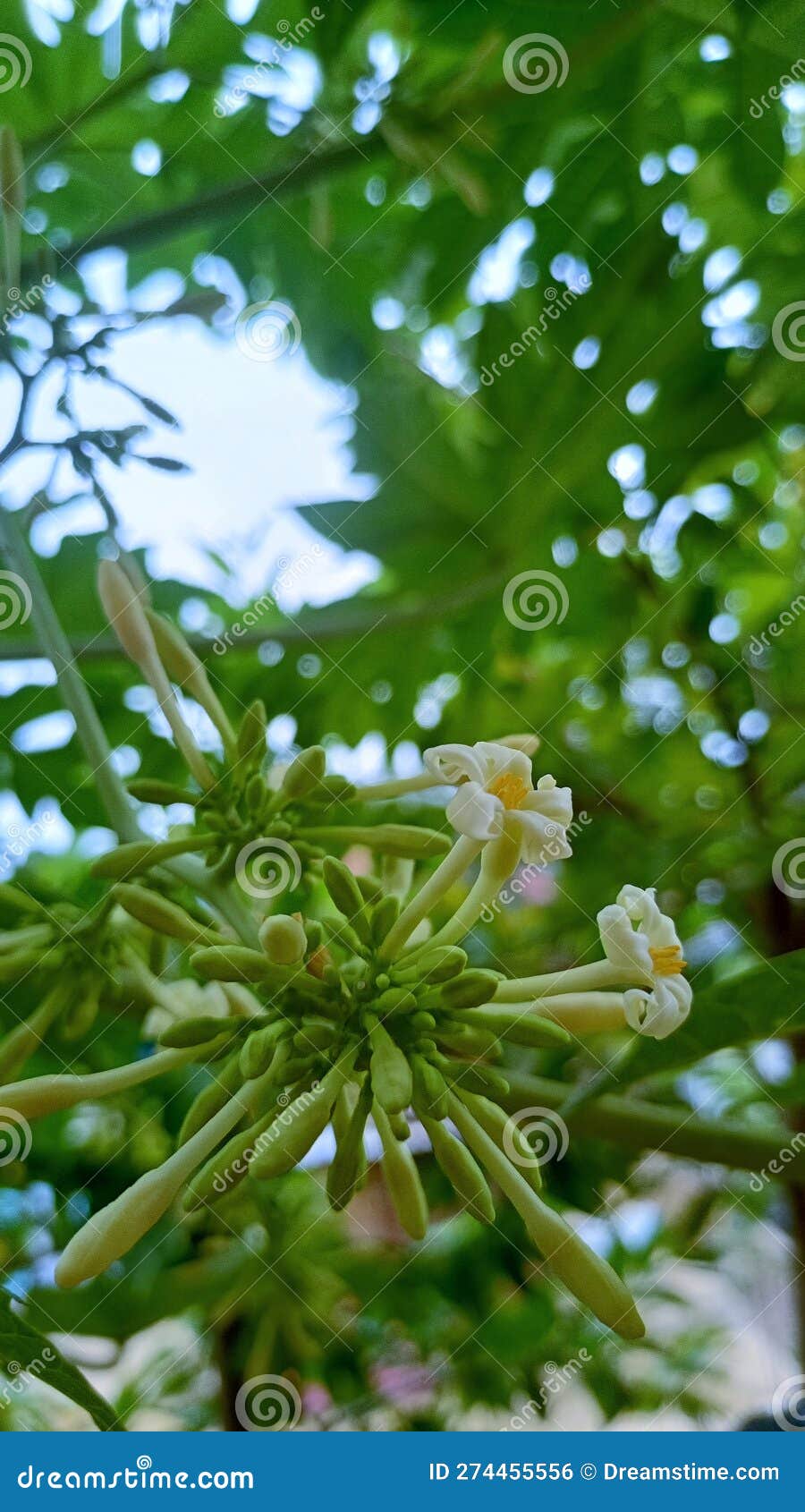 Papaya flower stock photo. Image of beautiful, papaya - 274455556