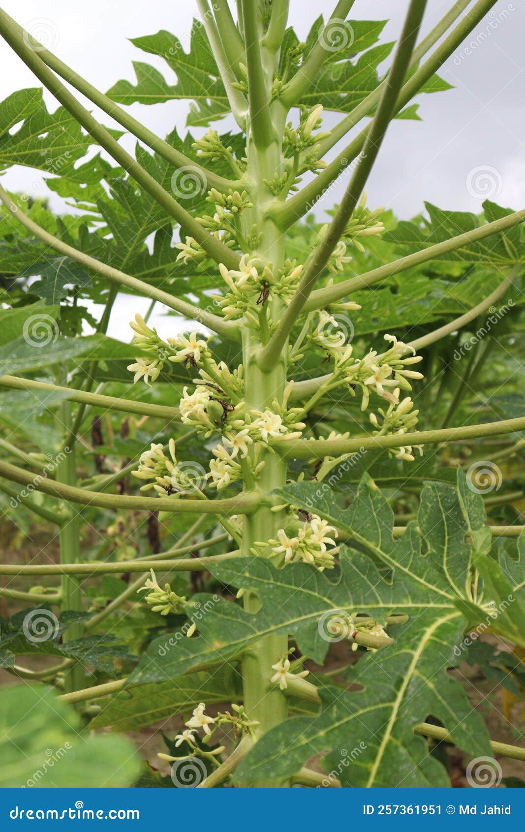 Papaya Flower on Tree in Farm Stock Image - Image of natural, healthy ...