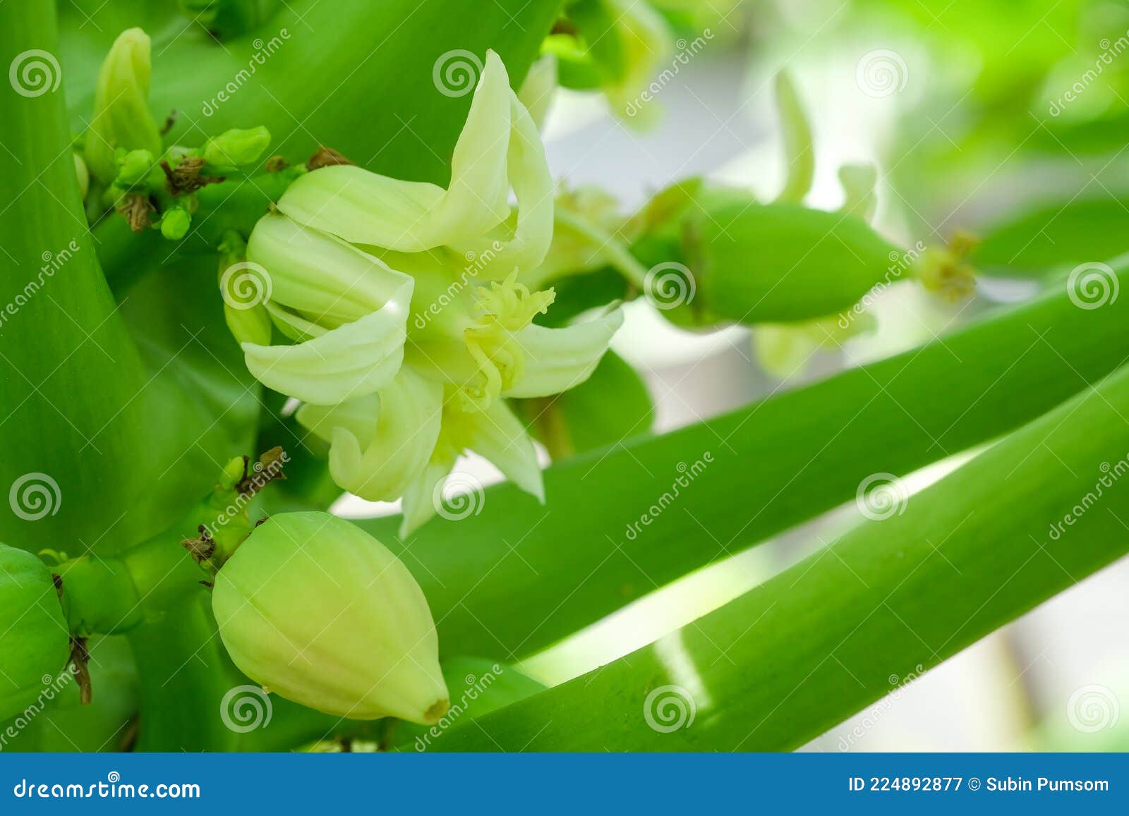 Papaya Flowers and Buds .Papaya Flower is White.Papaya Flower are ...