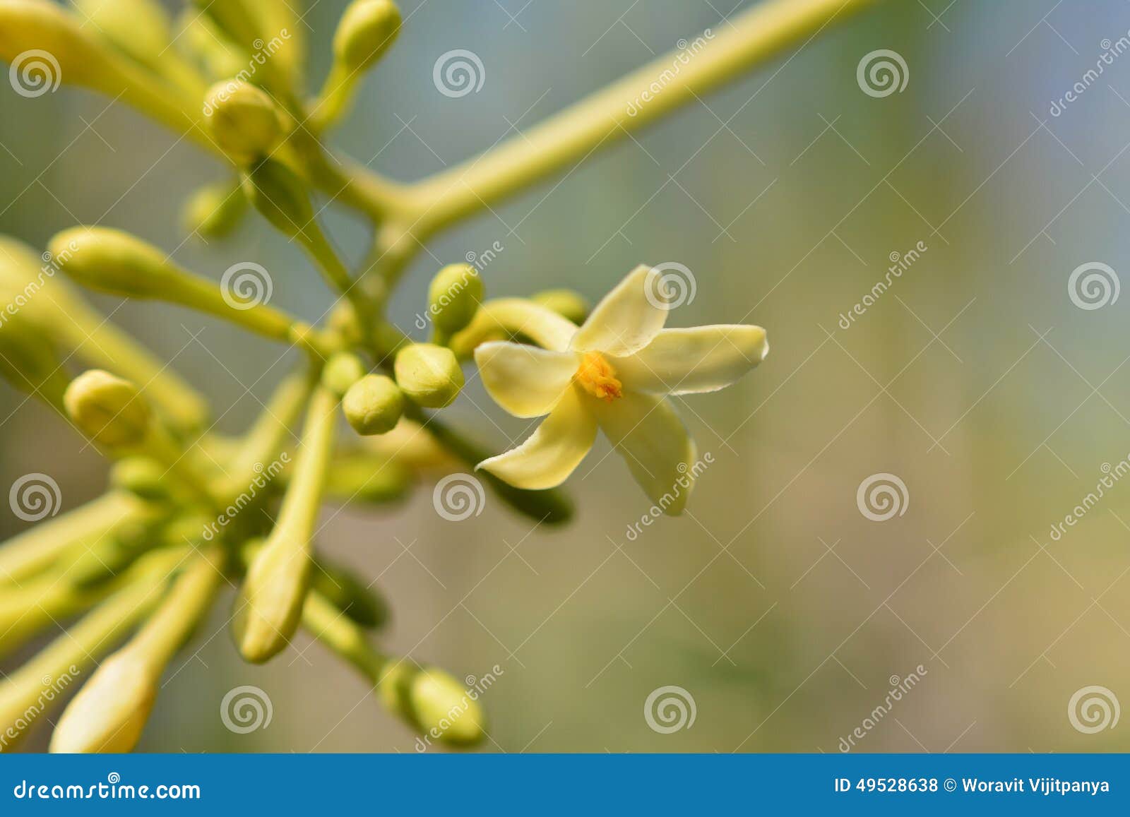 Papaya flowers stock photo. Image of spring, hanging - 49528638
