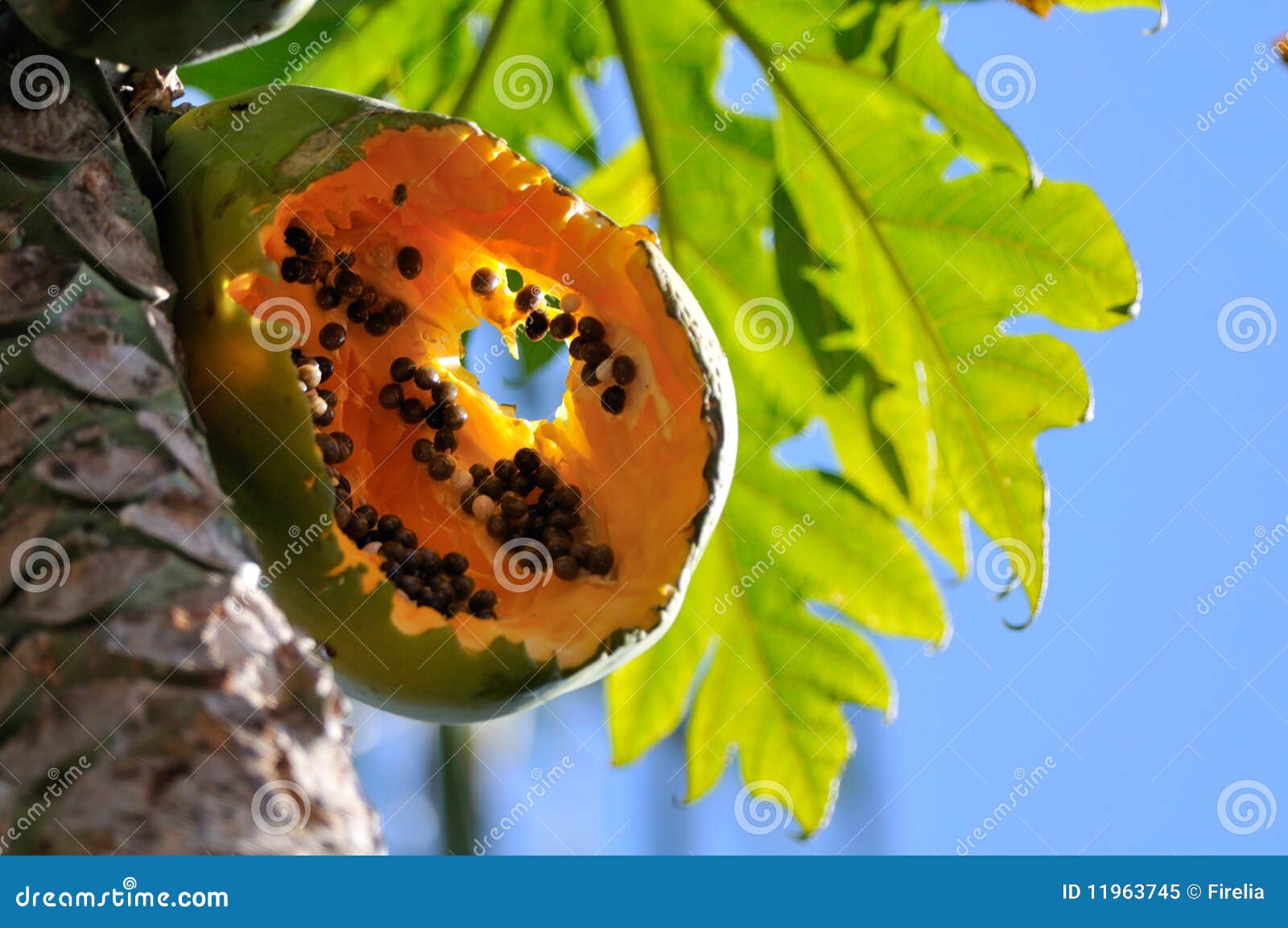 Papaya Fruit Bitten by Animals Stock Image - Image of sunny, sweet ...
