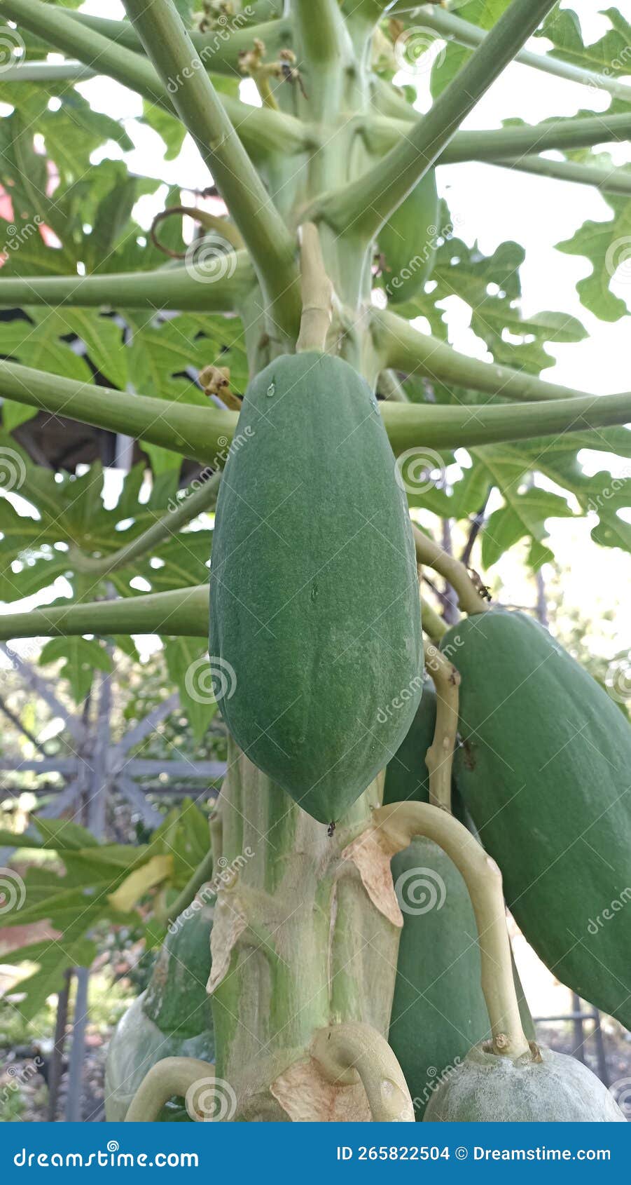 Papaya Fruit that Grows in the Front Yard Stock Photo - Image of crop ...