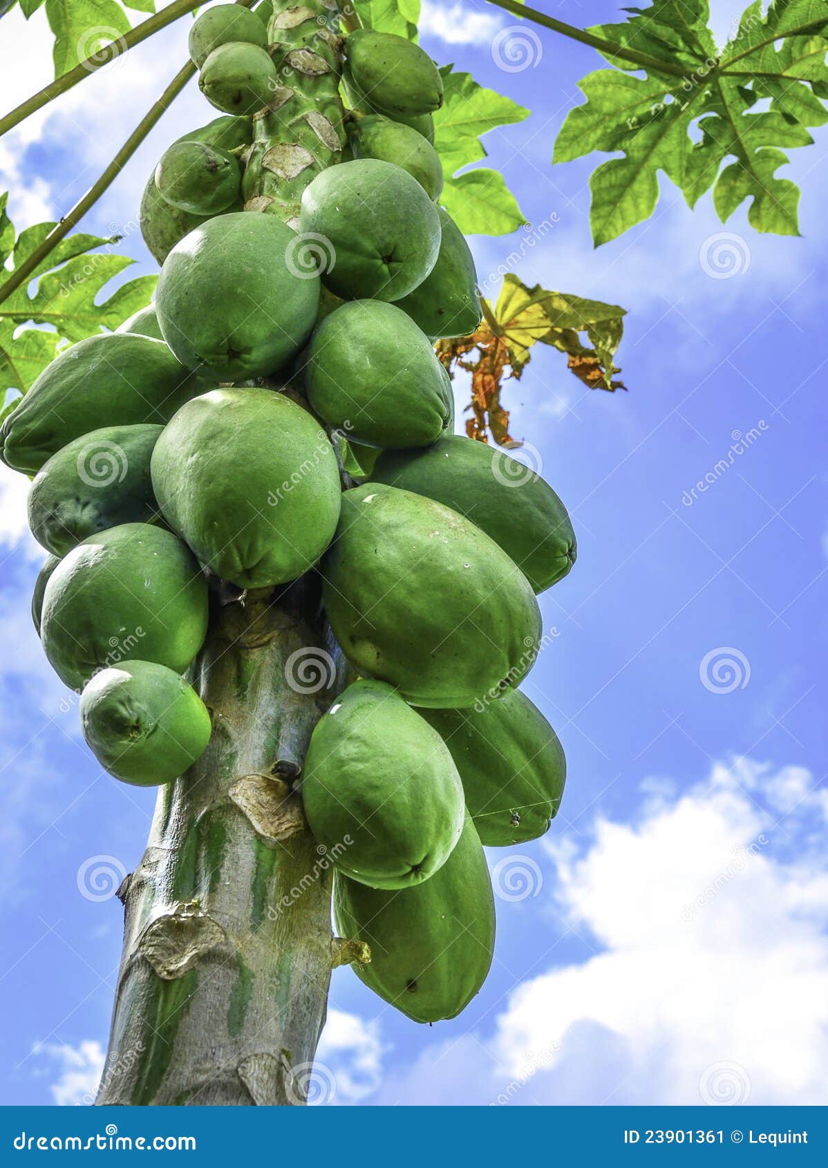 Papaya fruit on tree stock image. Image of pods, good - 23901361