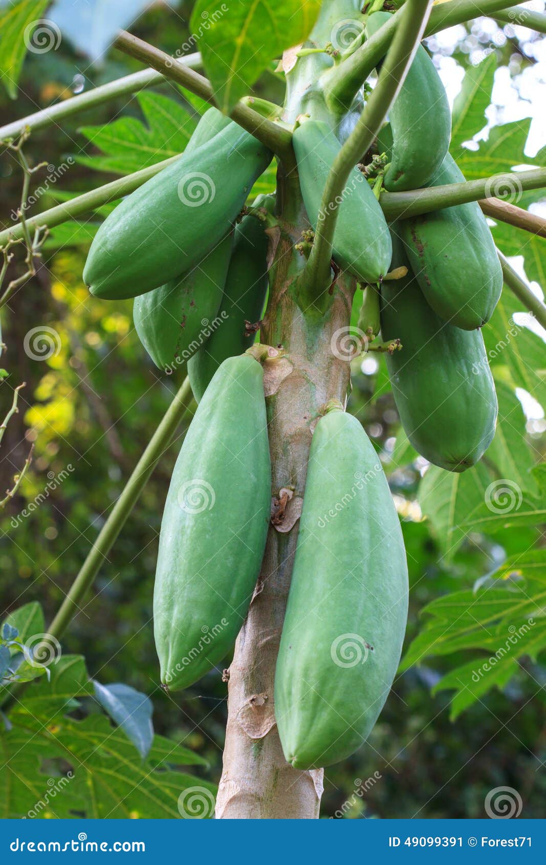 Papaya fruit on the tree stock image. Image of garden - 49099391