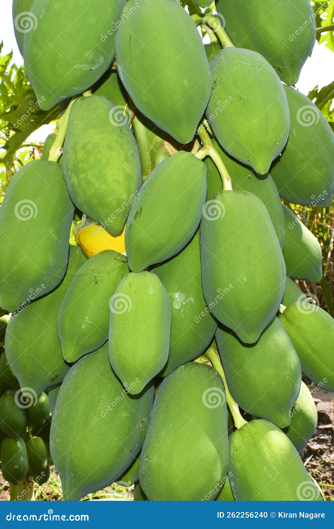 Papaya Fruit on Papaya Tree Farm Stock Photo - Image of yellow, green ...