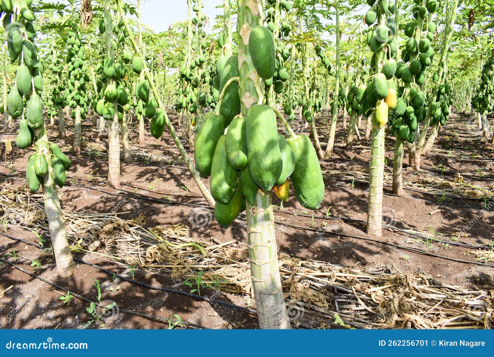 Papaya Fruit on Papaya Tree Farm. Stock Image - Image of vitamins ...