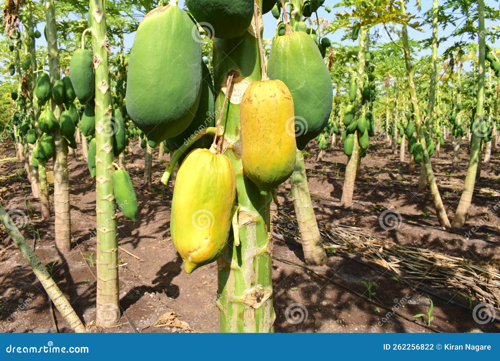Papaya Fruit on Papaya Tree Farm. Stock Photo - Image of branch, sweets ...