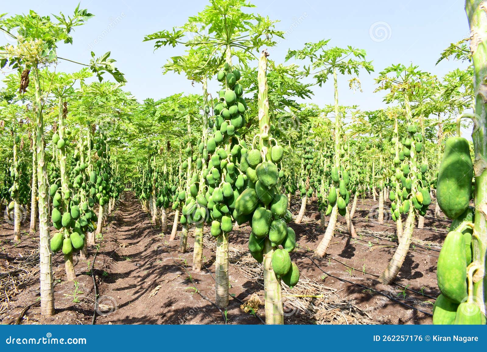 Papaya Fruit on Papaya Tree Farm. Stock Photo - Image of tasty, sweets ...