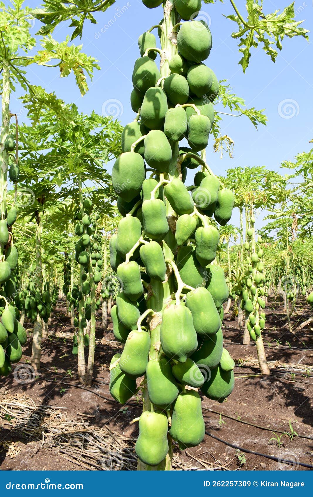 Papaya Fruit on Papaya Tree Farm. Stock Image - Image of garden, fresh ...