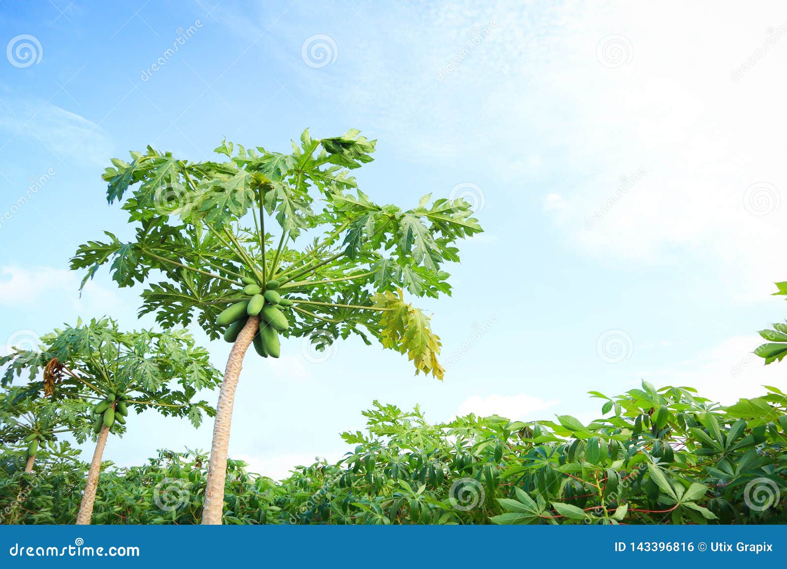Papaya fruit tree stock photo. Image of fresh, agriculture - 143396816