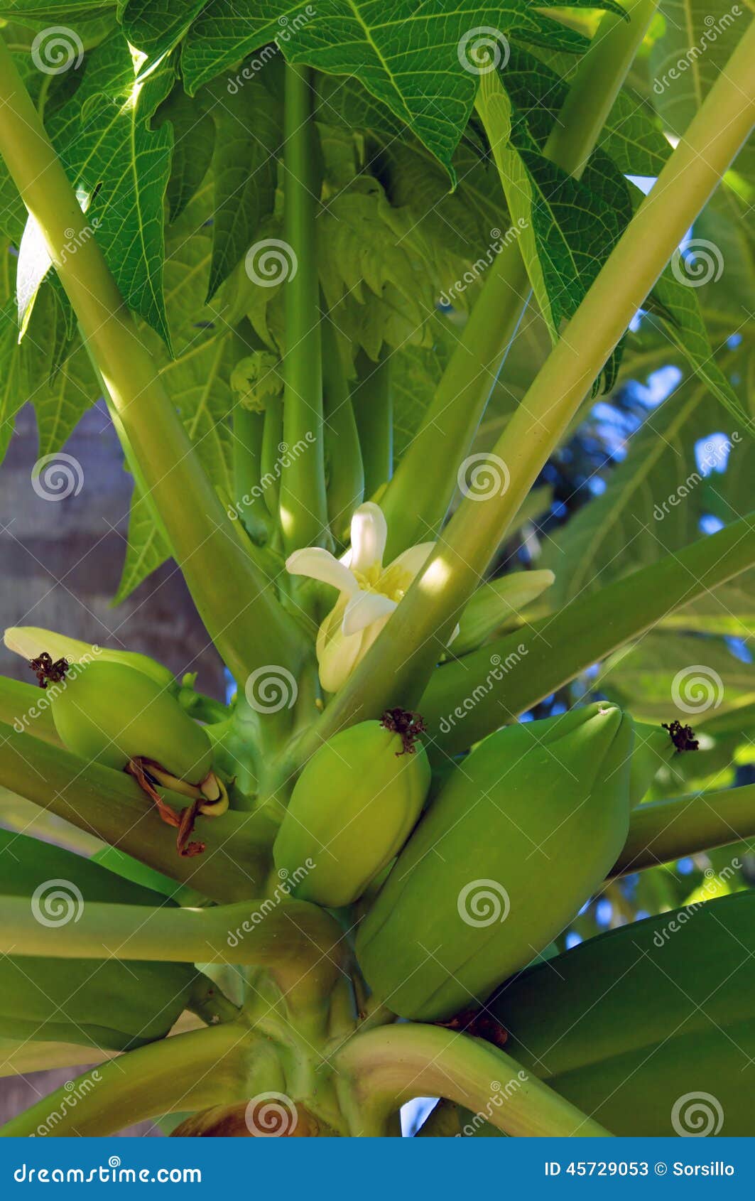Papaya Fruit in Tree with Flower Stock Image - Image of flower, papaya ...