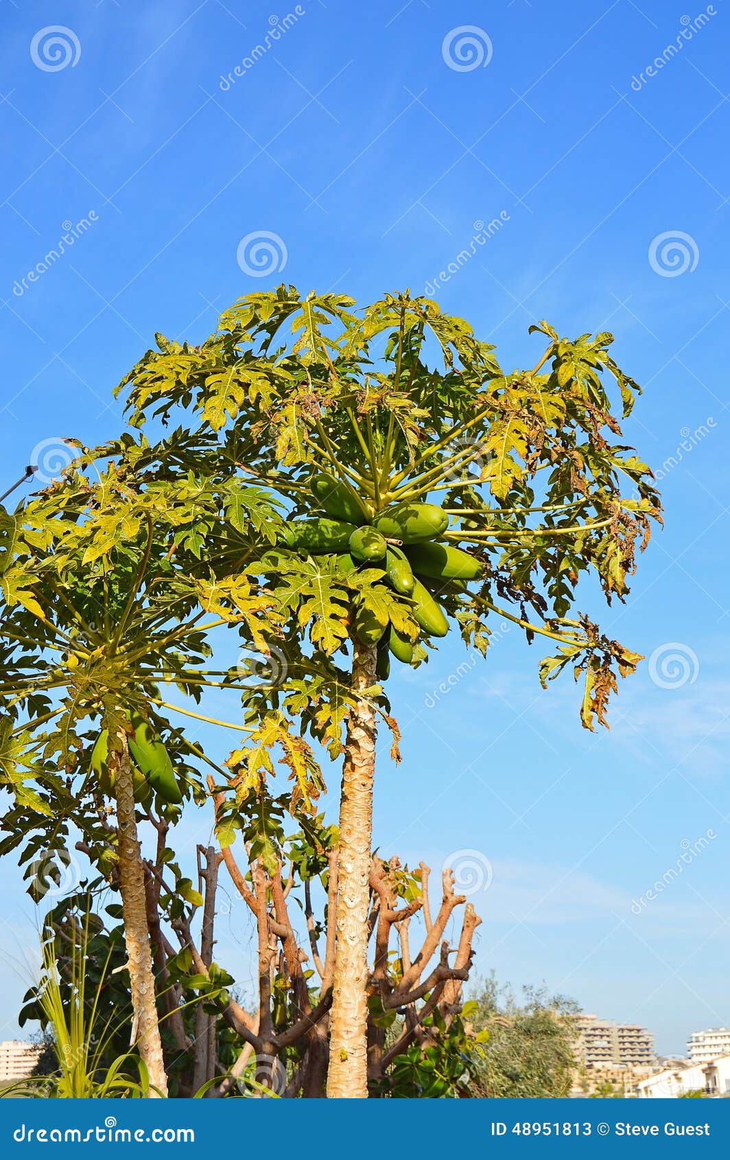 Papaya Fruit Tree stock image. Image of group, office - 48951813