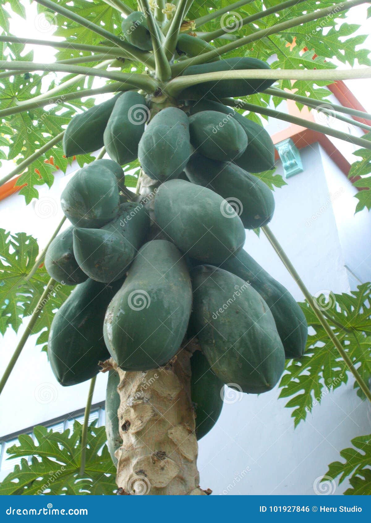 Papaya fruit and the tree stock photo. Image of agro - 101927846