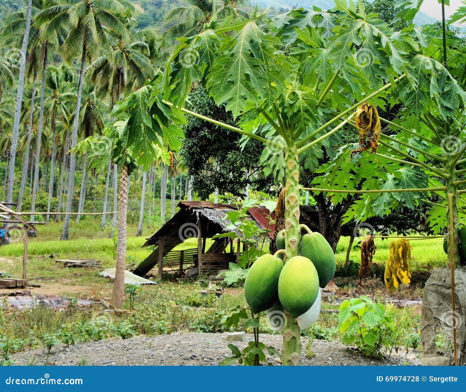 Papaya Fruit on the Tree in a Small Village . Palawan Island . Stock ...