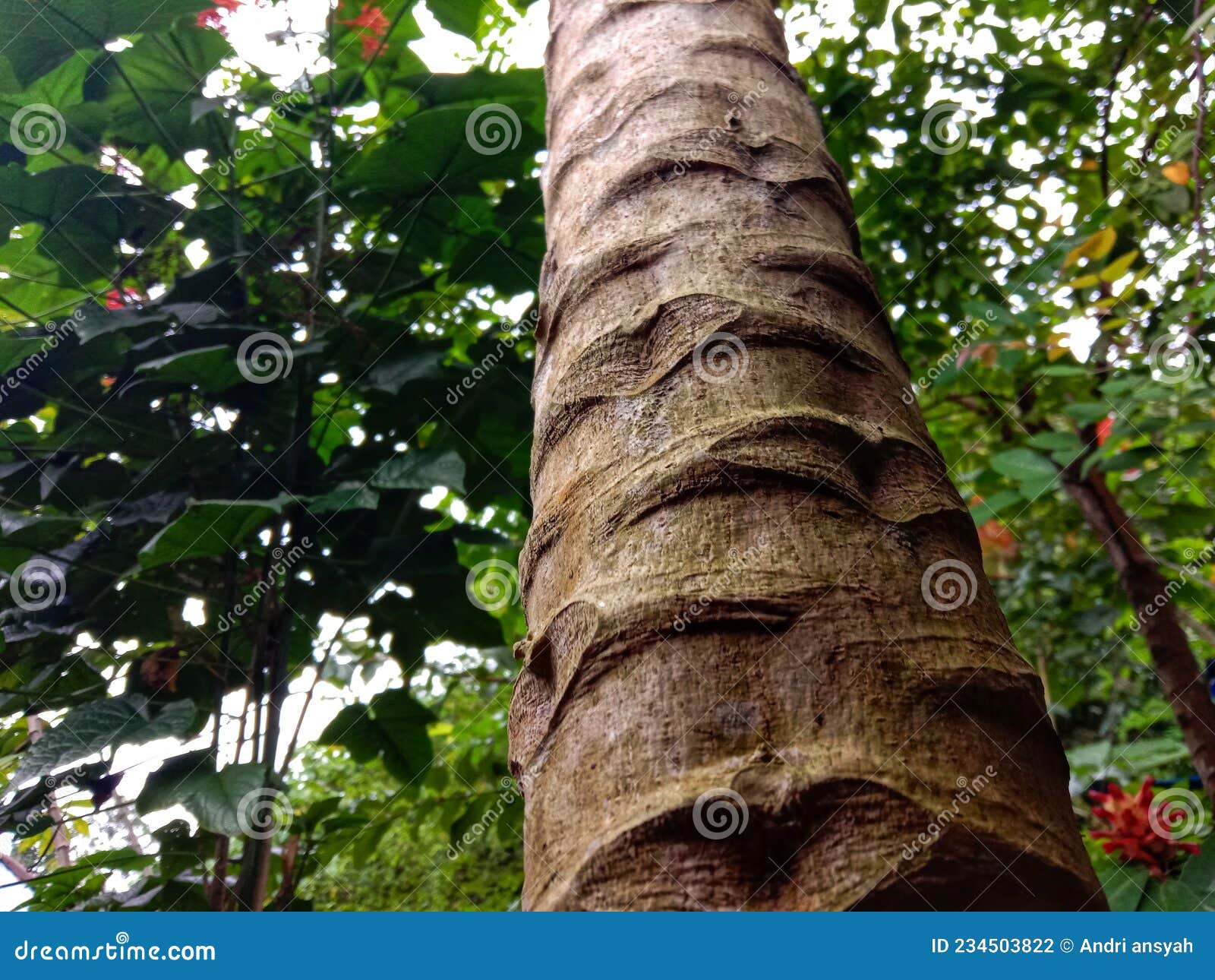Papaya Fruit Tree Trunk Details Stock Photo - Image of soil, fruit ...
