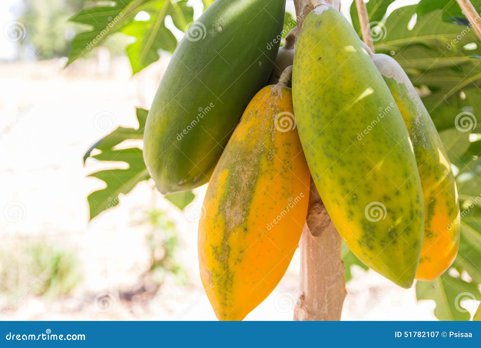 Papaya fruit on tree trunk stock image. Image of sweet - 51782107