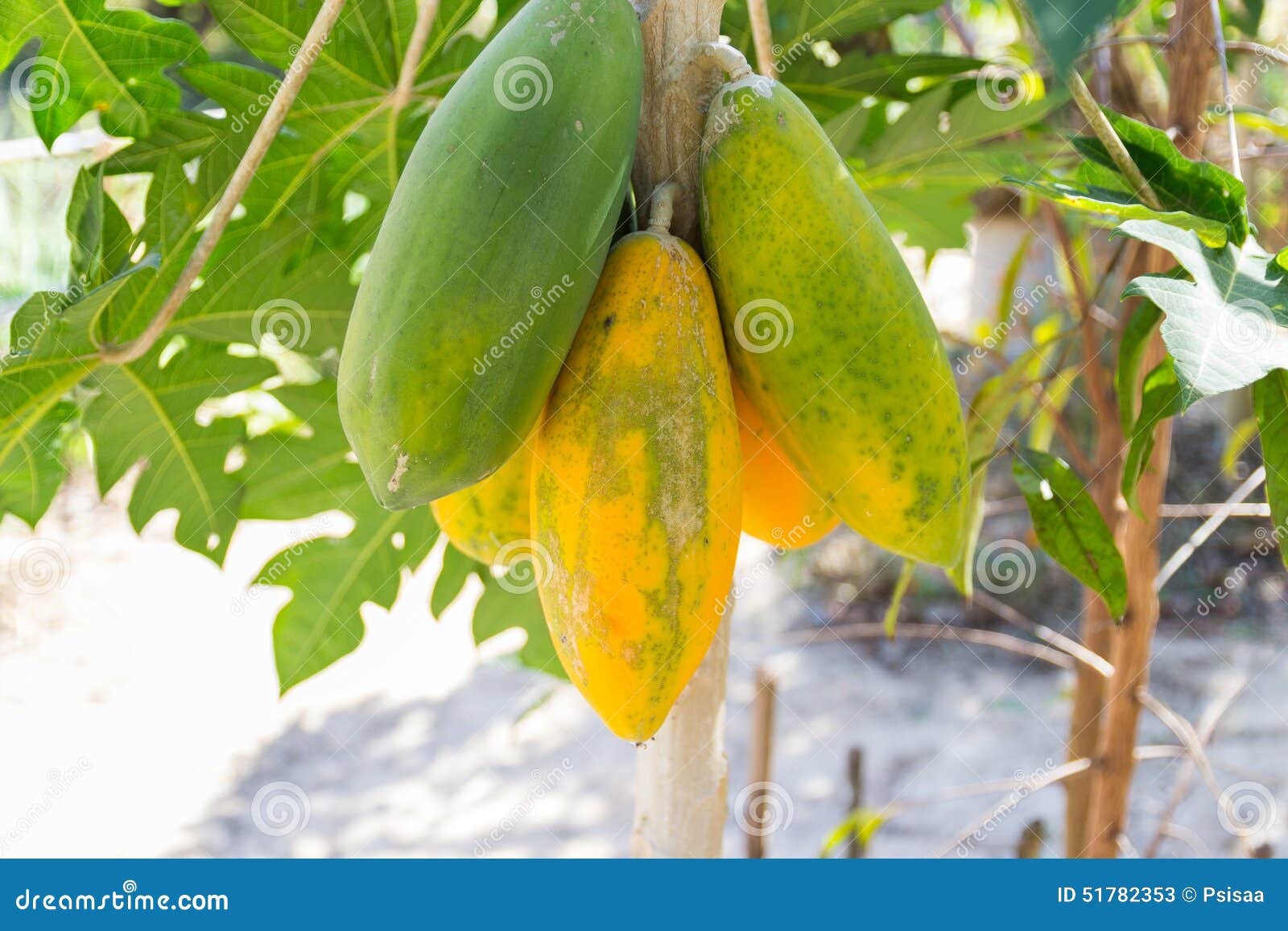 Papaya fruit on tree trunk stock image. Image of bunch - 51782353