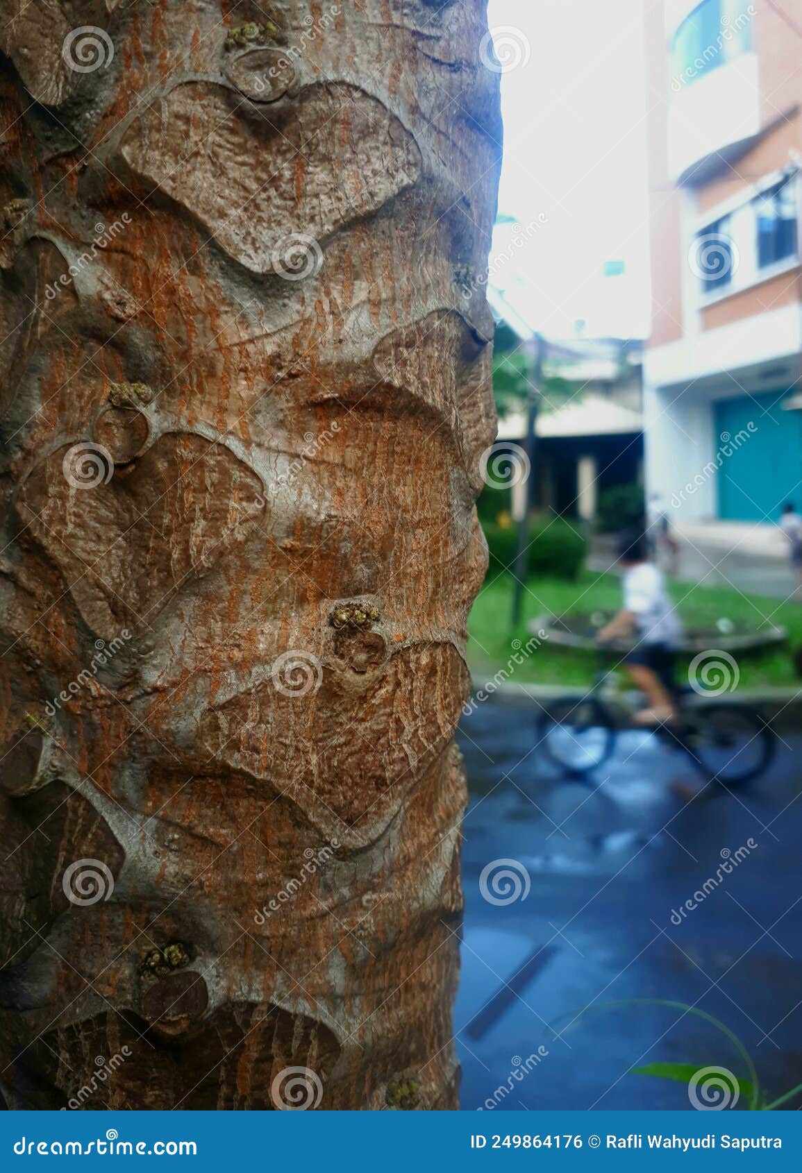 Papaya Fruit Tree Trunk Texture Stock Photos - Free & Royalty-Free ...