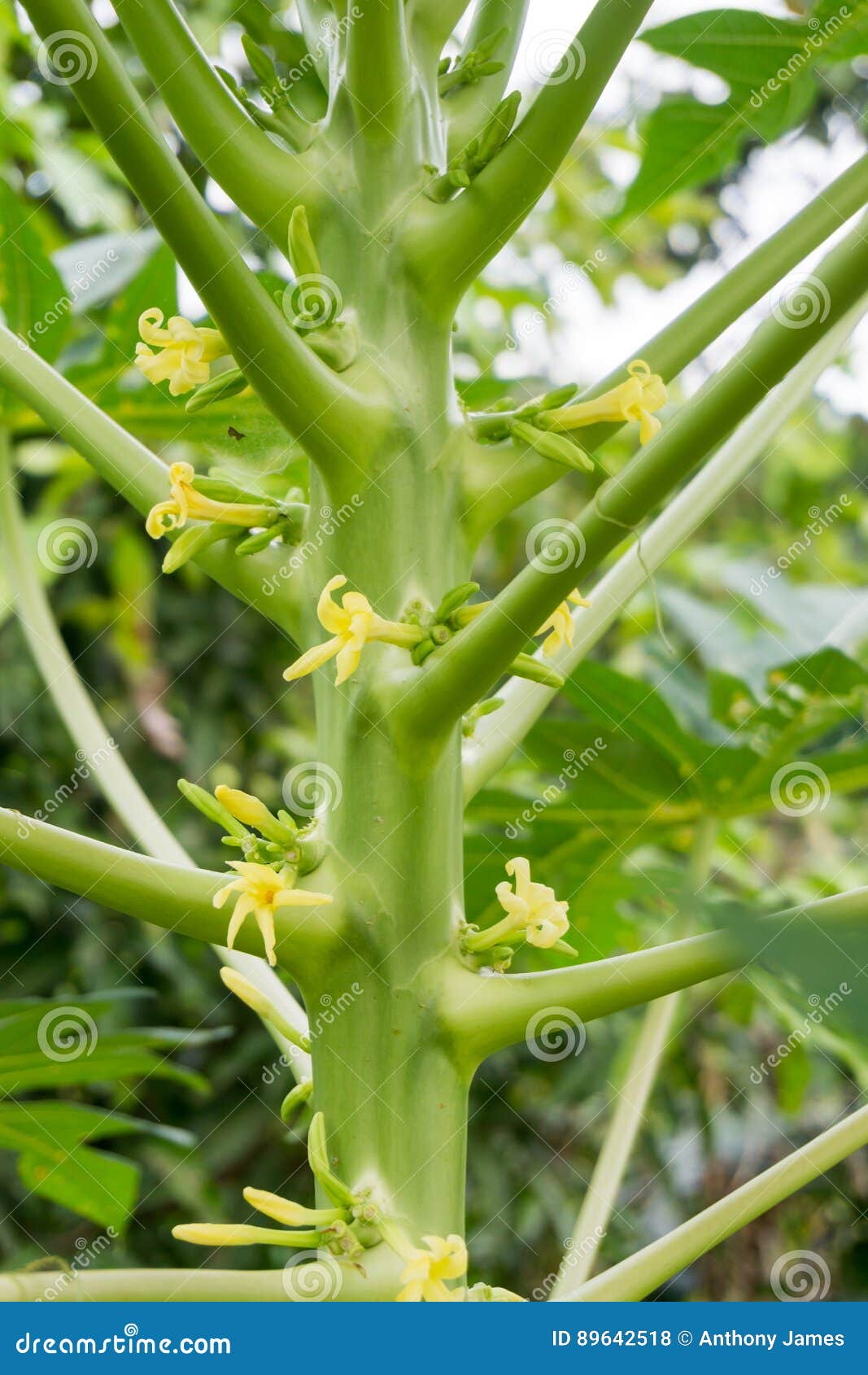 Papaya Fruit Tree Yellow Flowers Stock Photo - Image of yellow, fruit ...