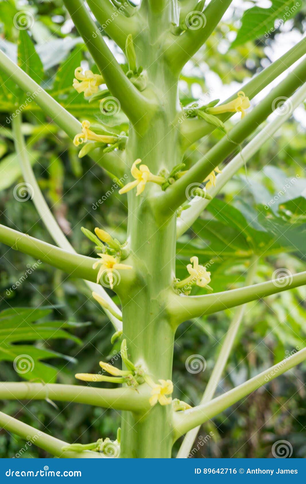 Papaya Fruit Tree Yellow Flowers Stock Photo - Image of leaf ...