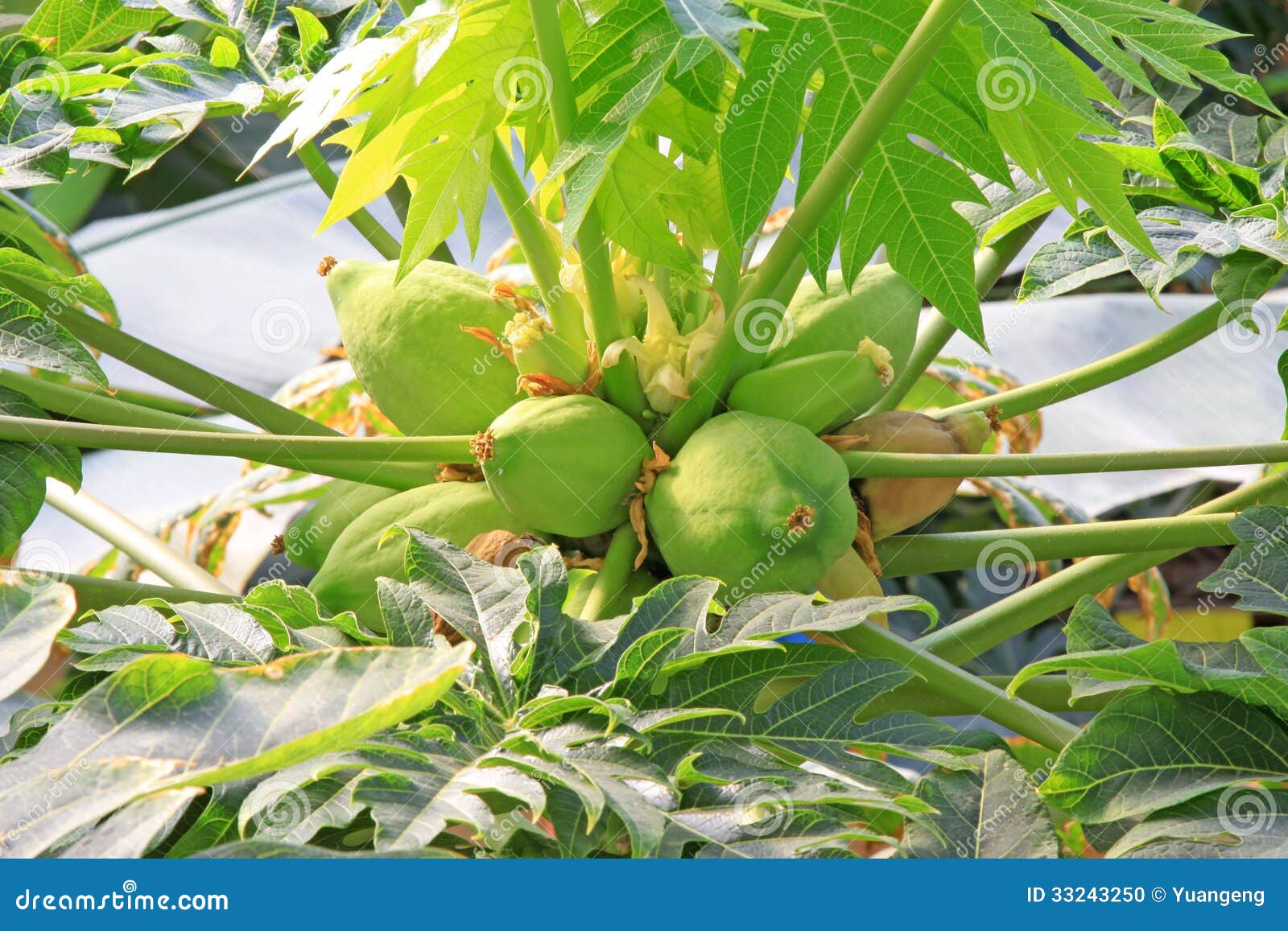 Papaya Fruit on the Trees in a Garden Stock Photo - Image of papaya ...