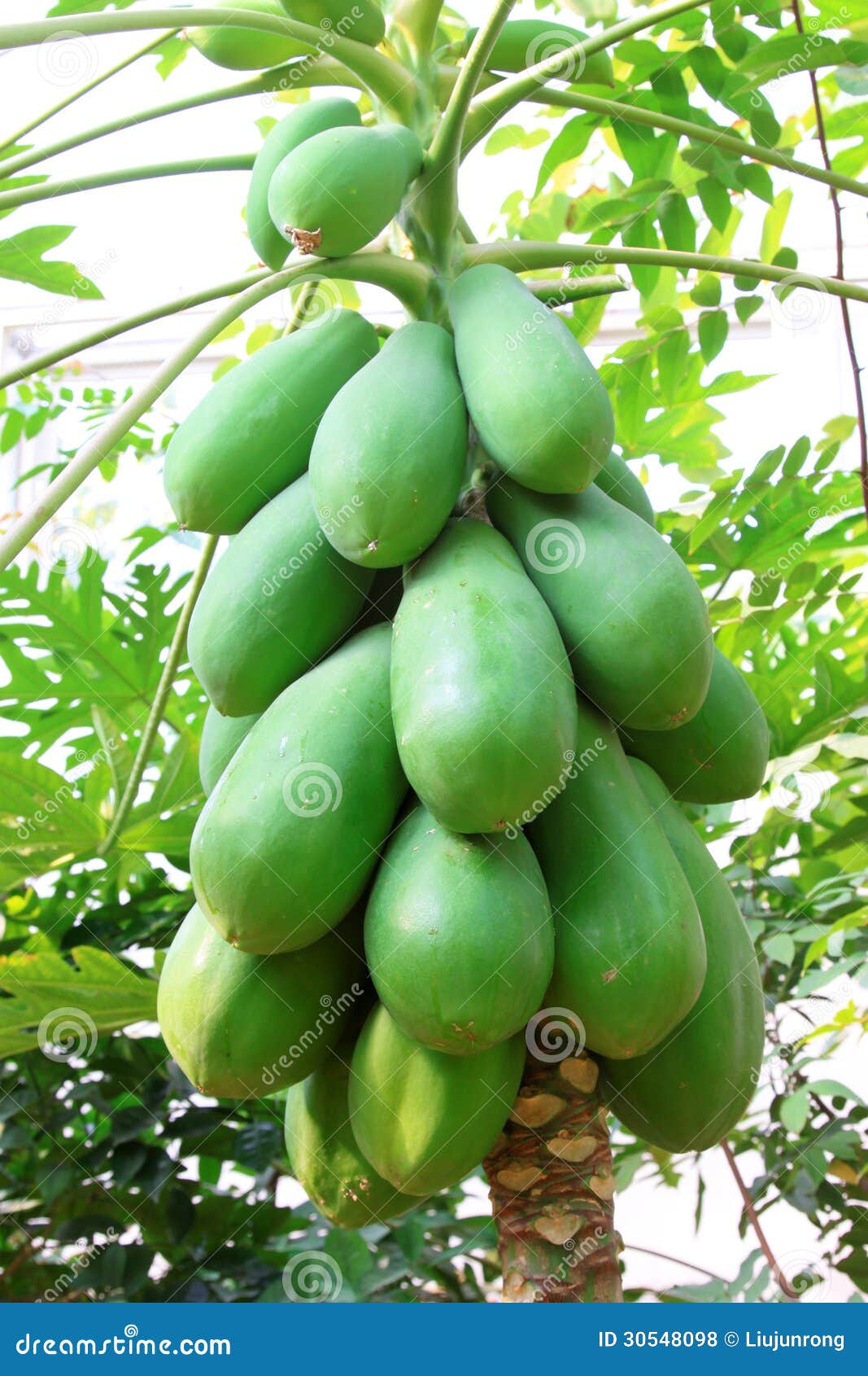 Papaya Fruit on the Trees in a Modern Plantation Stock Photo - Image of ...