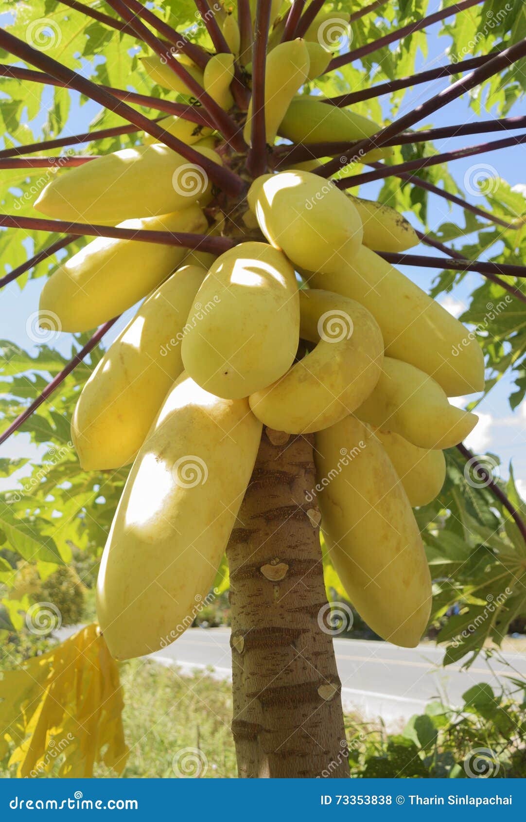 Papaya stock photo. Image of ripe, diet, agriculture - 73353838