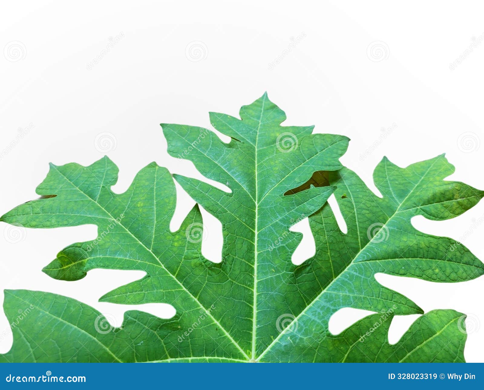 Papaya Leaf with Distinctive Lobed Shape Against a White Background ...